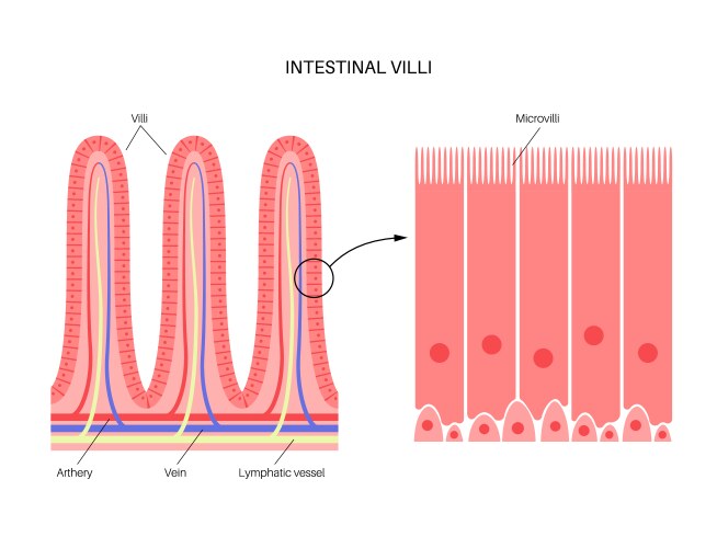 Intestinal villi anatomy Royalty Free Vector Image
