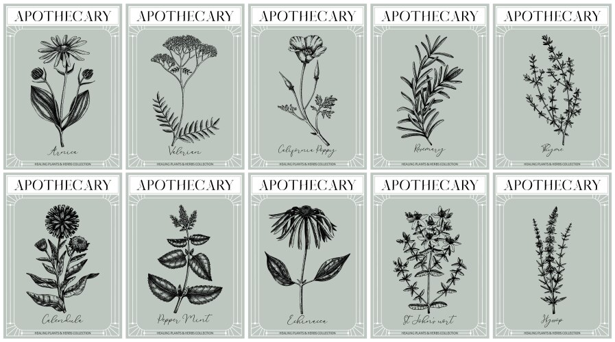 Apothecary labels set healing plants Royalty Free Vector
