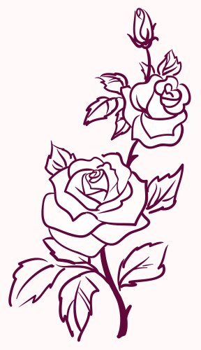 Roses Vector Images & Graphics for Commercial Use | VectorStock