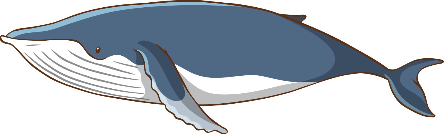 Clip Art Whale