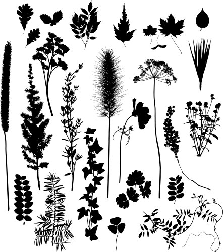 Wild and herbs plants set silhouette botanical Vector Image