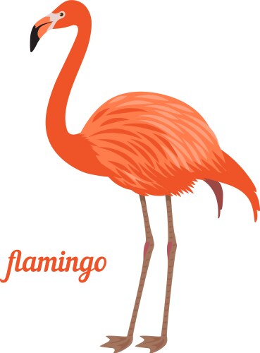 Flamingo Vector Images (over 29,000)