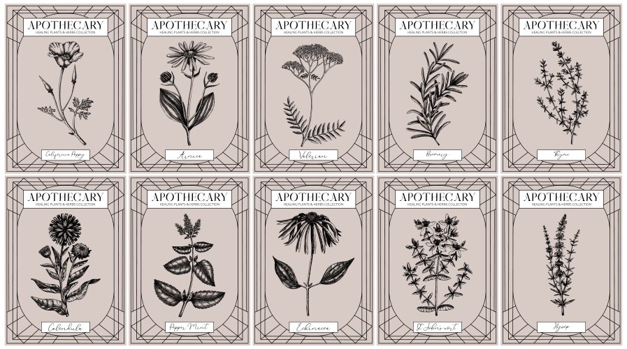 Apothecary labels set healing plants Royalty Free Vector