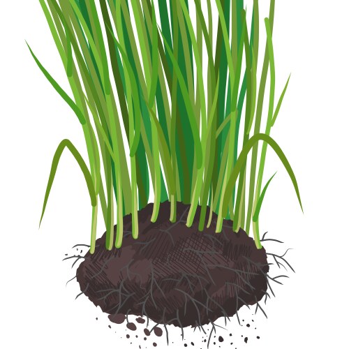 Grass with roots and soil Royalty Free Vector Image