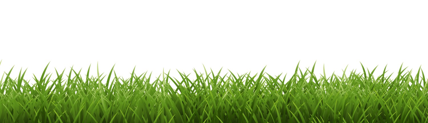 Realistic reeds isolated on white background Vector Image