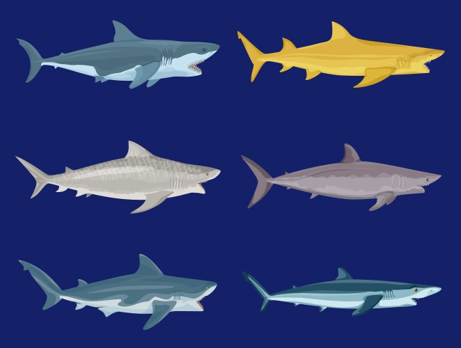 Attack sharks flat set Royalty Free Vector Image