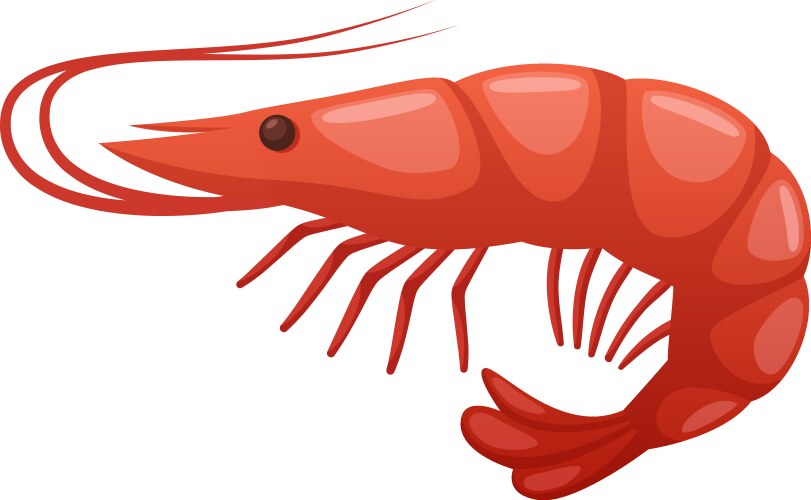 Cute shrimp cartoon Royalty Free Vector Image - VectorStock