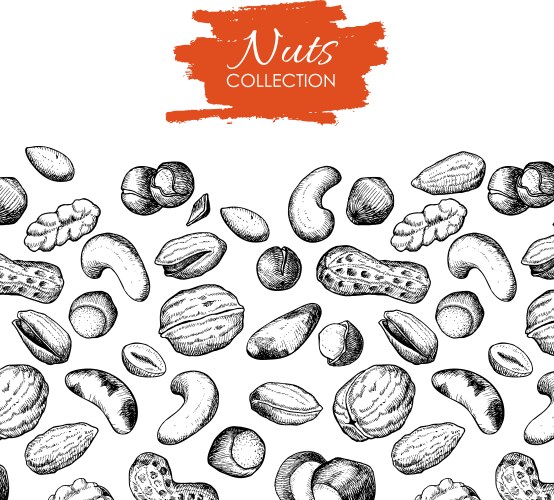 Hand drawn nuts and seeds doodle sketch peanut Vector Image