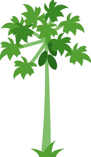 Papaya Tree Drawing For Kids
