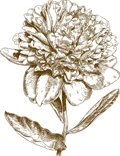 Peony Vector Images (over 27,000)