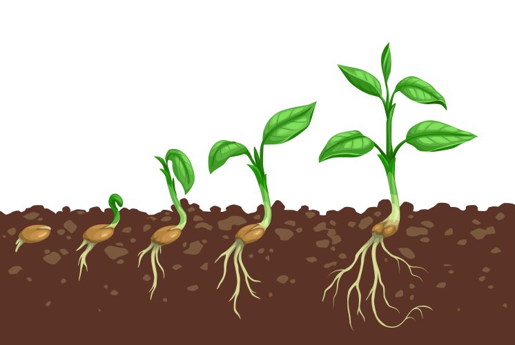 Diagram of plant growth stages Royalty Free Vector Image