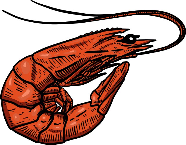 Tiger Prawn Vector Images (over 350)