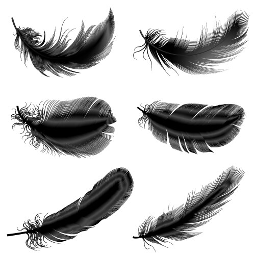 Free Feathers Vector Images (over 5,900)