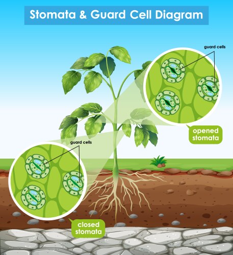 Diagram showing stomata on white background Vector Image