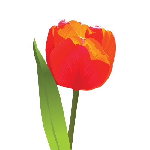 Tulip Vector Images (over 60,000)