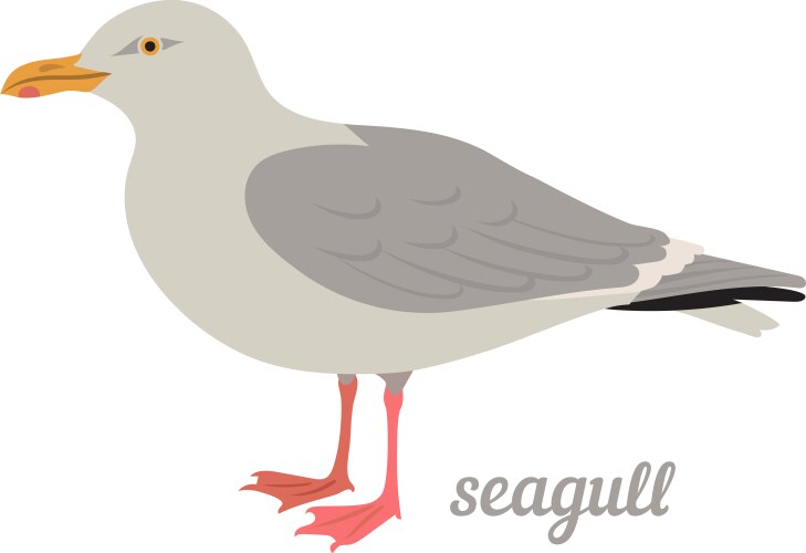 Seagull Vector Images (over 16,000)