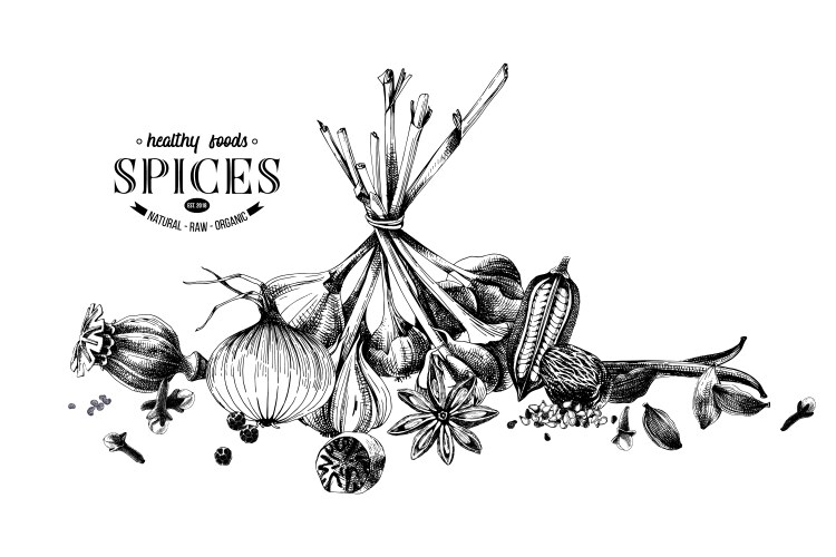 Hand drawn background with herbs and spices Vector Image