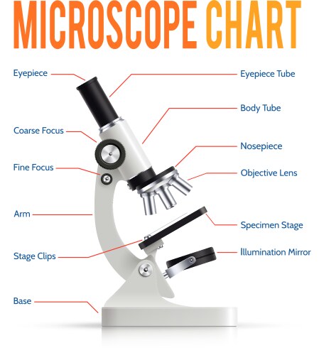 Zoom electronic lab microscope parts names Vector Image