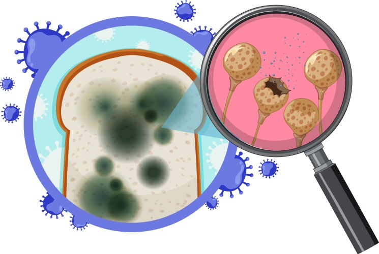 Inedible bread with mould Royalty Free Vector Image