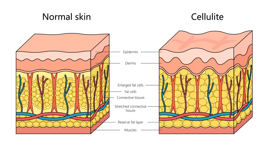 Skin Structure Vector Images (over 7,000)