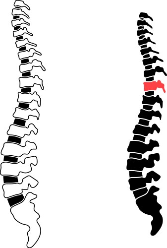 Drawing spine Royalty Free Vector Image - VectorStock