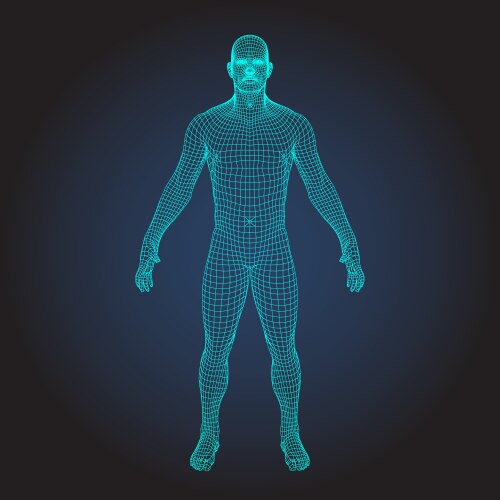 Human body 3d polygonal wireframe blueprint Vector Image