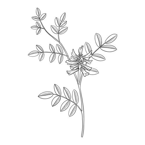 Drawing licorice root Royalty Free Vector Image