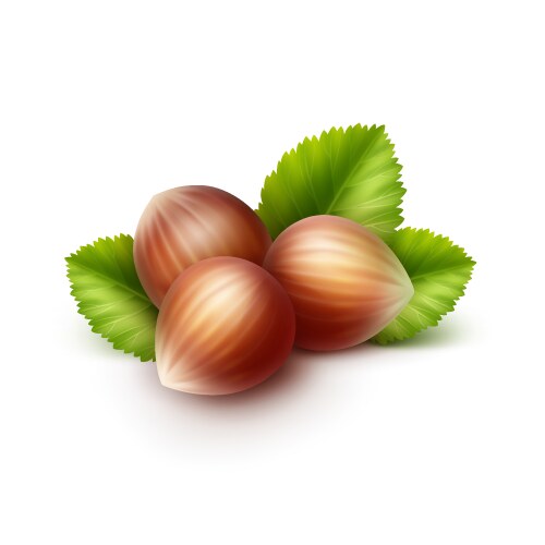 Hazelnut frame Royalty Free Vector Image - VectorStock
