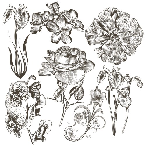 Collection of hand drawn spring flowers and plants