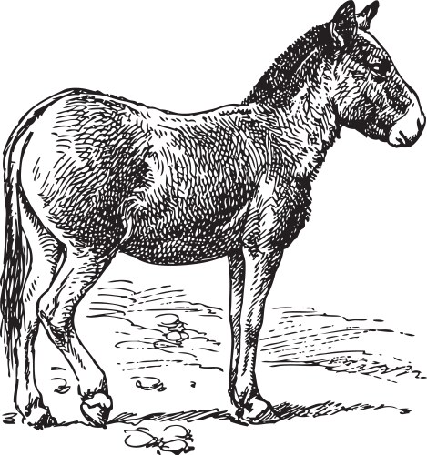 Donkey Vector Images (over 14,000)