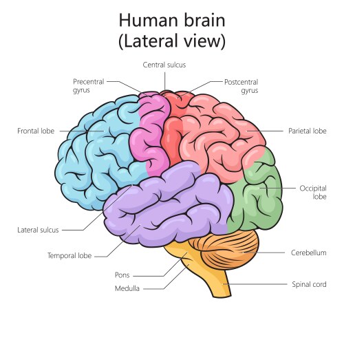 Human Brain Anatomy Diagram - Lateral View – Royalty-Free Vector ...