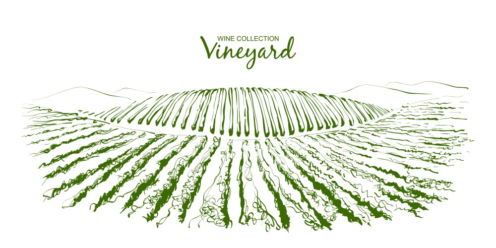 Drawing Vine Vector Images (over 11,000)