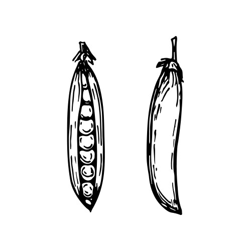 Peas Line Drawing Vector Images (over 1,100)