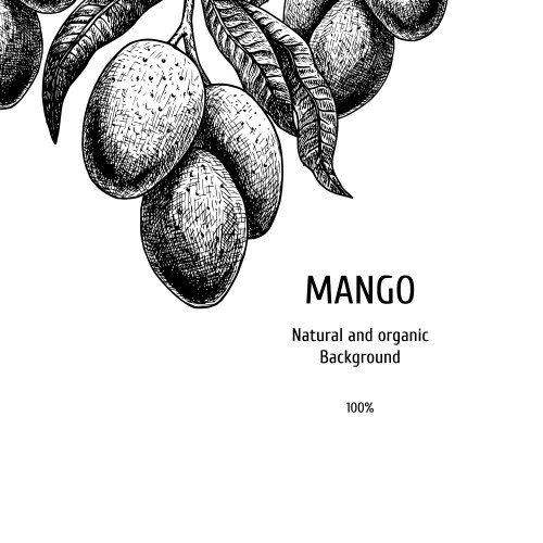 Mango Outline Vector Images (over 1,900)