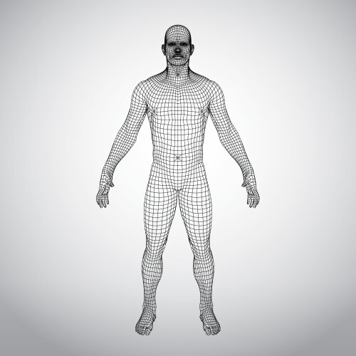 Human body 3d polygonal wireframe blueprint Vector Image