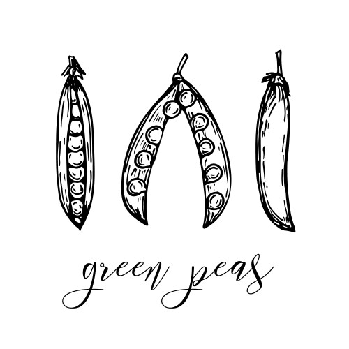 Peas Line Drawing Vector Images (over 1,100)