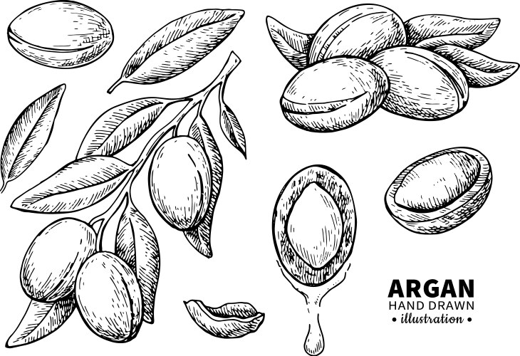 Argan tree branch Royalty Free Vector Image - VectorStock