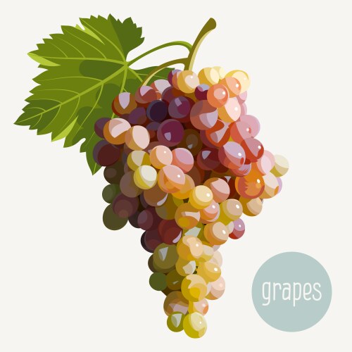 Grapes Vineyard Vector Images (over 20,000)