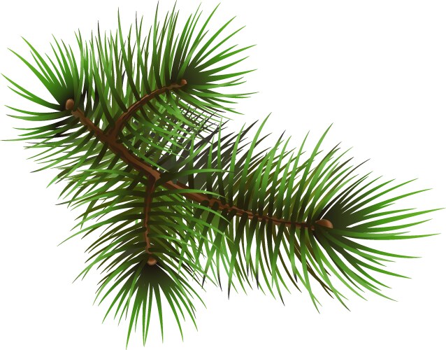 Fur-tree branch green fluffy pine Royalty Free Vector Image
