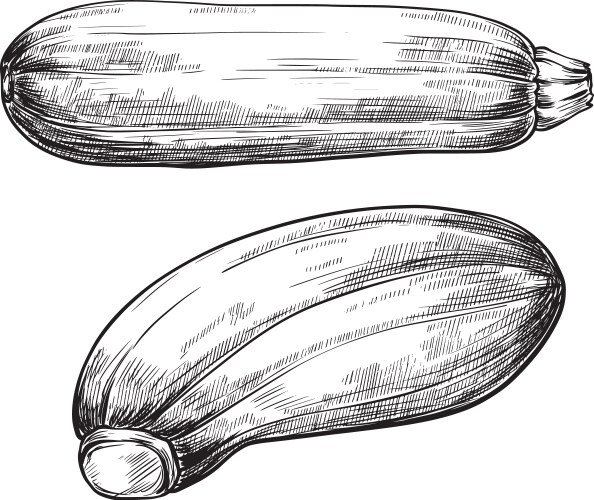 Hazelnut vintage food sketch drawing Royalty Free Vector