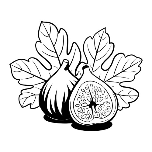 Fig Black and White Vector Images (over 2,900)