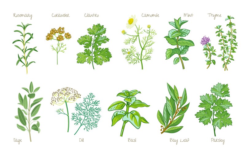 Fresh Culinary Herbs – Royalty-Free Vector | VectorStock