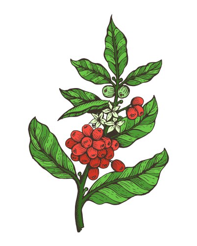 Coffee Royalty Free Vector Image - VectorStock