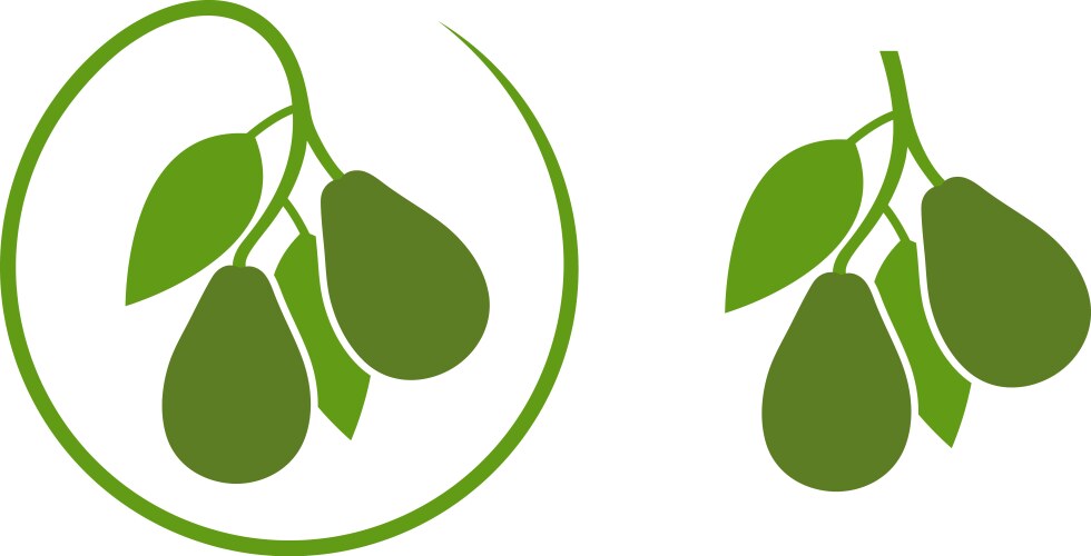 Avocado tree Royalty Free Vector Image - VectorStock