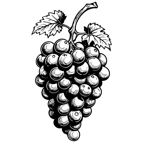 Grape Cartoon Vector Images (over 13,000)