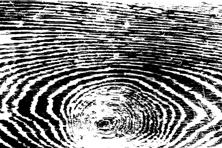 Wood texture cross section of tree rings Vector Image
