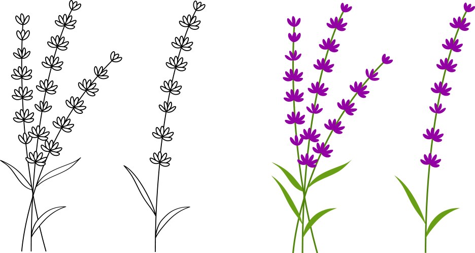 Wild flower outline drawing coloring page Vector Image