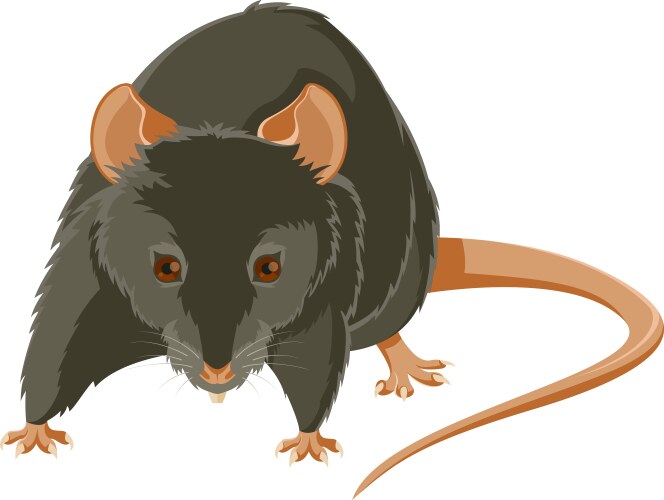 Rat Royalty Free Vector Image - VectorStock