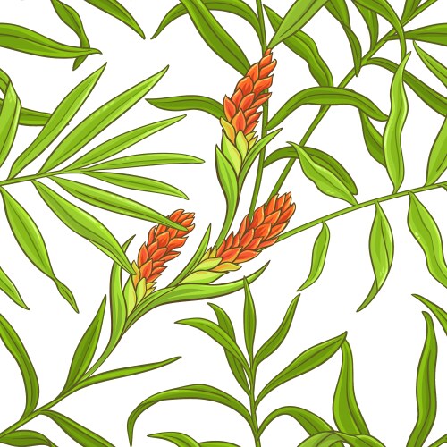 Red ginger flower Royalty Free Vector Image - VectorStock