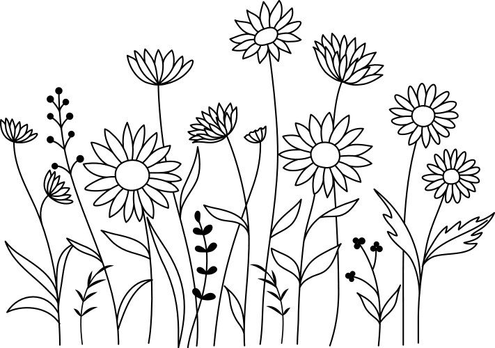 Dandelion wild flower outline drawing coloring Vector Image